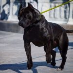 Panther Black Pitbull: Price, For Sale, Coat, Behavior, Care