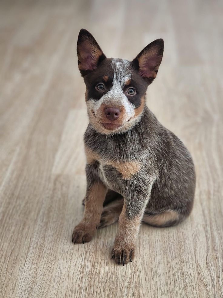 Blue Heeler Pitbull Mix: Red Heelers, Puppies, Prices & More