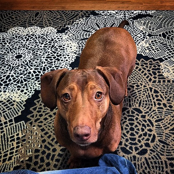 Pitbull Dachshund Mix: Puppies, Price, Pictures, Personality