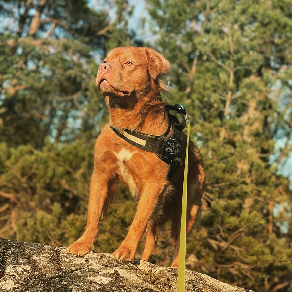 Golden Retriever Pitbull Mix: Puppies, Price, Lifespan & More