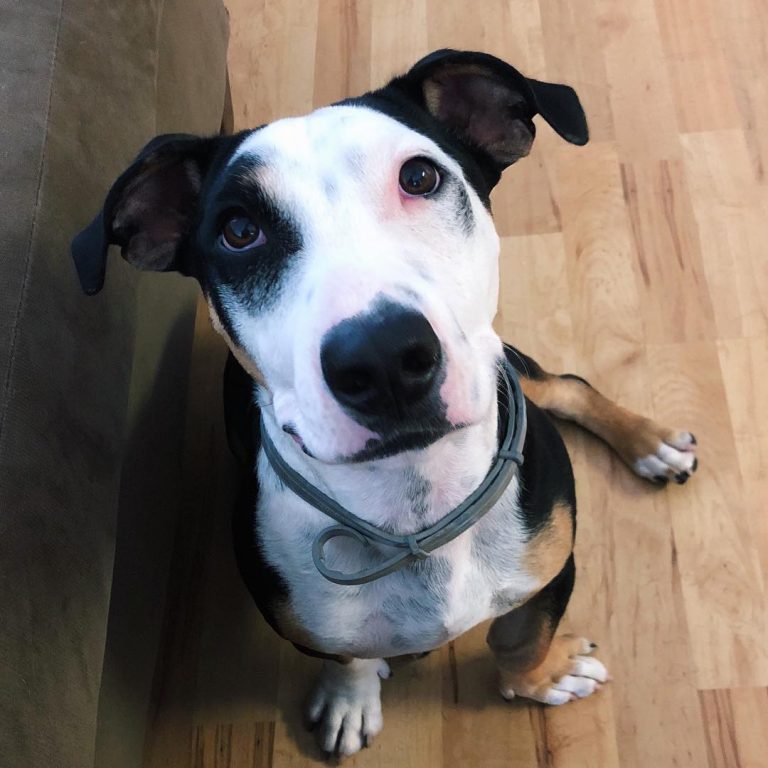 Pitbull Dachshund Mix: Puppies, Price, Pictures, Personality