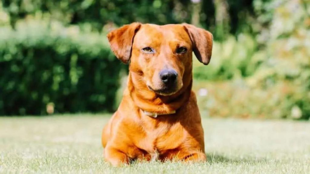 30 Amazing American Pitbull Terrier Mixed Breeds!