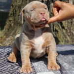 Tri-Color Bully: Lilac, Ghost, Blue, Chocolate and Puppies!