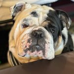 Tri-Color Bully: Lilac, Ghost, Blue, Chocolate and Puppies!