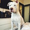 White Red Nose Pitbull: Puppies, Price, Genetics & Temperament