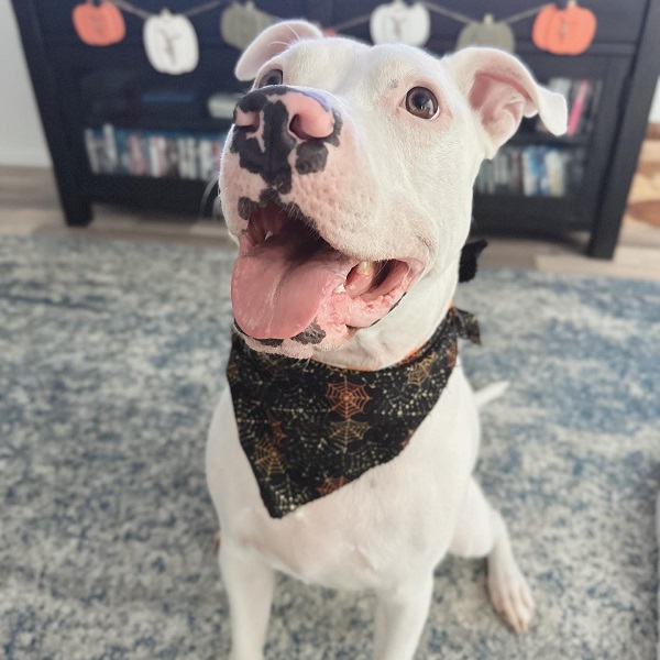 Albino Pitbulls: Red Nose, Puppies, Health & Characteristics