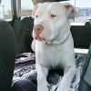 Albino Pitbulls: Red Nose, Puppies, Health & Characteristics