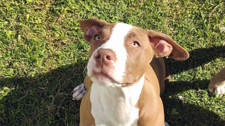 Pitbull Colors Guide: Rare Colored Pitbulls & Most Popular!