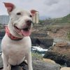 Albino Pitbulls: Red Nose, Puppies, Health & Characteristics