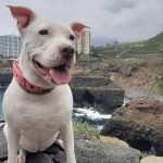 Albino Pitbulls: Red Nose, Puppies, Health & Characteristics