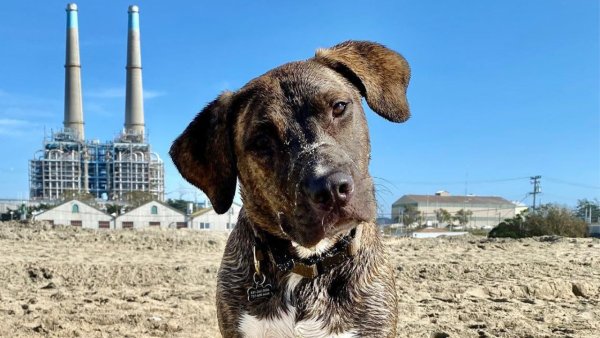 32 Amazing American Pitbull Terrier Mixed Breeds!