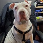 Albino Pitbulls: Red Nose, Puppies, Health & Characteristics