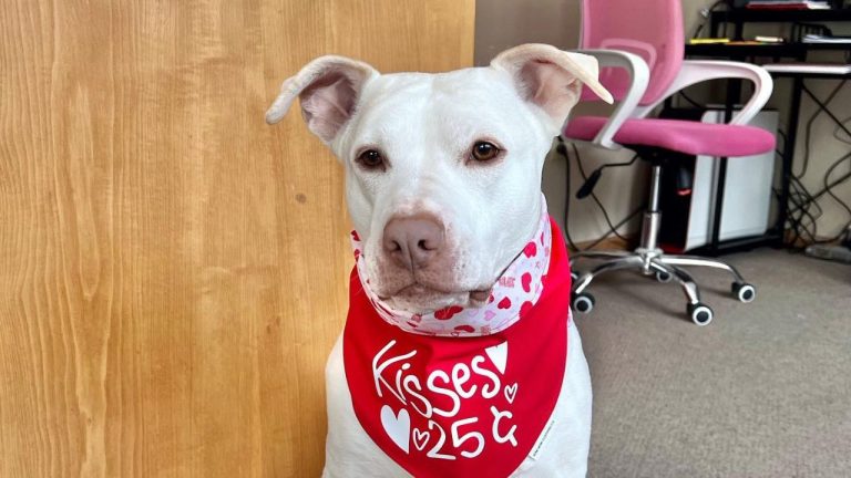 Pitbull Colors Guide: Rare Colored Pitbulls & Most Popular!