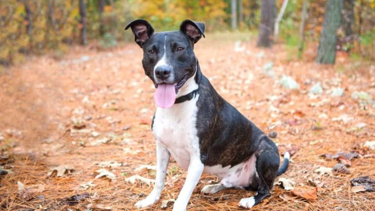 32 Amazing American Pitbull Terrier Mixed Breeds!