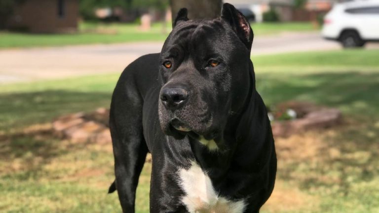 32 Amazing American Pitbull Terrier Mixed Breeds!