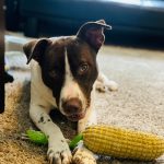 Pointer Pitbull Mix: German Short Haired, Puppies & More!