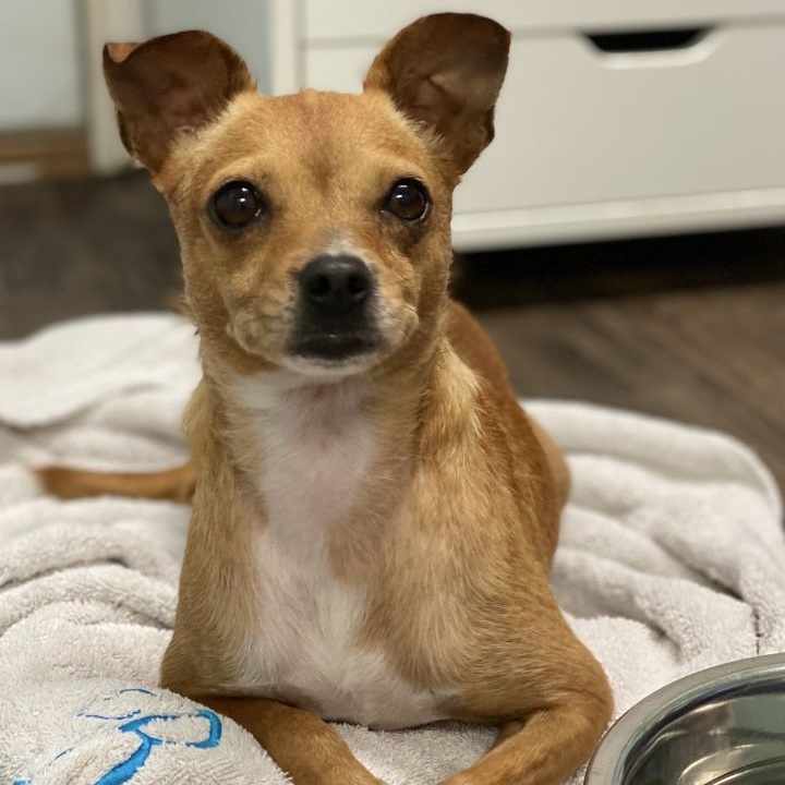 Pomeranian Mixed With Pitbull: Price, Puppies & Pictures!