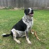 Pointer Pitbull Mix: German Short Haired, Puppies & More!