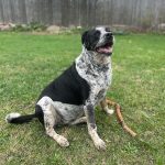 Pointer Pitbull Mix: German Short Haired, Puppies & More!