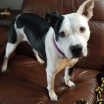 Pointer Pitbull Mix: German Short Haired, Puppies & More!