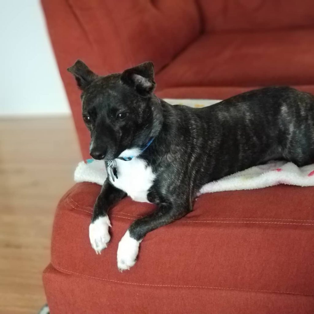 Pomeranian Mixed With Pitbull: Price, Puppies & Pictures!