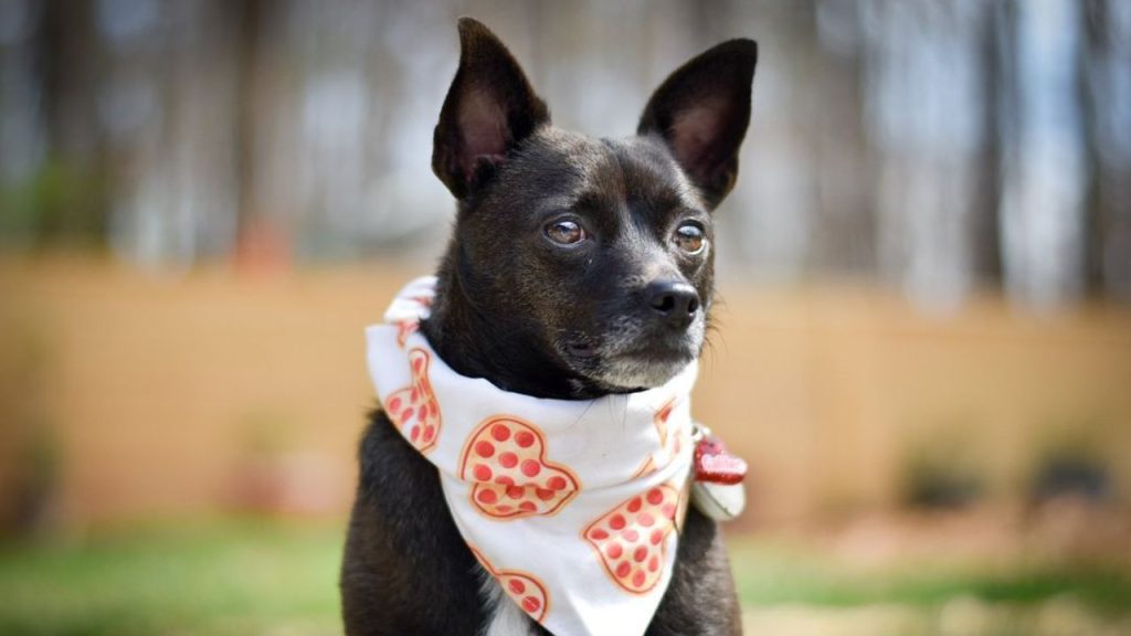 32 Amazing American Pitbull Terrier Mixed Breeds!