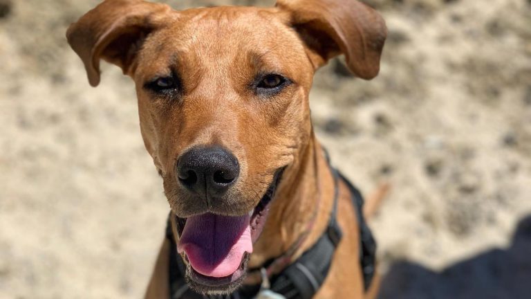 32 Amazing American Pitbull Terrier Mixed Breeds!