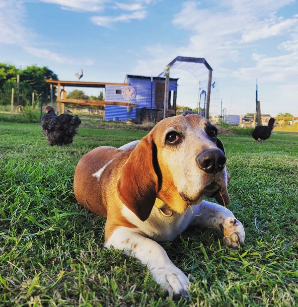 Basset Hound Mixed With Pitbull: Puppies, Price, Temperament
