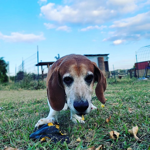Basset Hound Mixed With Pitbull: Puppies, Price, Temperament