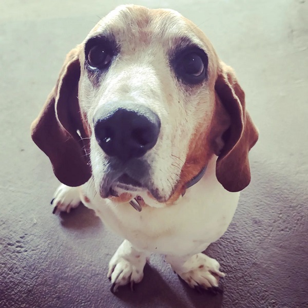 Basset Hound Mixed With Pitbull: Puppies, Price, Temperament