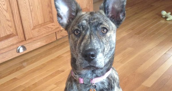 Pitbull Husky Mix (Pitsky) Puppies, Prices, Lifespan & More!