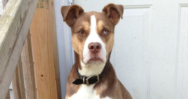 Pitbull Husky Mix (Pitsky) Puppies, Prices, Lifespan & More!