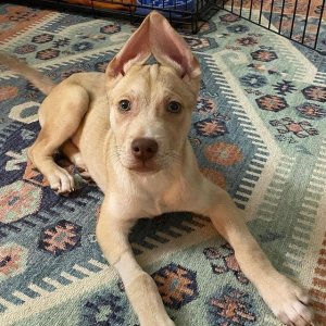 Pitbull Husky Mix (Pitsky) Puppies, Prices, Lifespan & More!