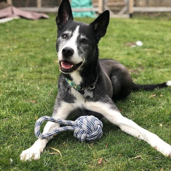 Pitbull Husky Mix (Pitsky) Puppies, Prices, Lifespan & More!