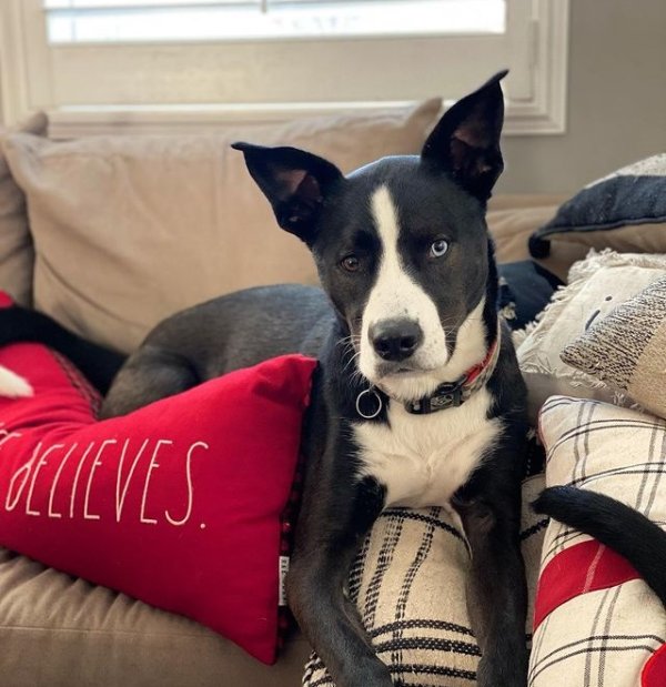 Pitbull Husky Mix (Pitsky) Puppies, Prices, Lifespan & More!