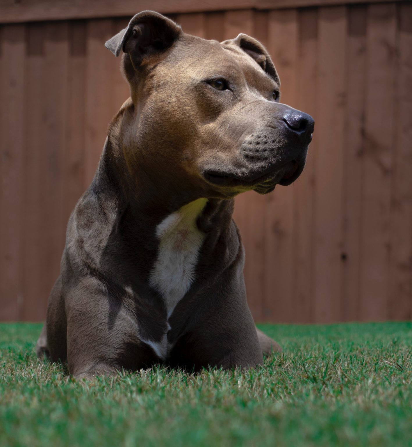 German Shepherd Pitbull Mix: Puppies, Lifespan, Temperament!