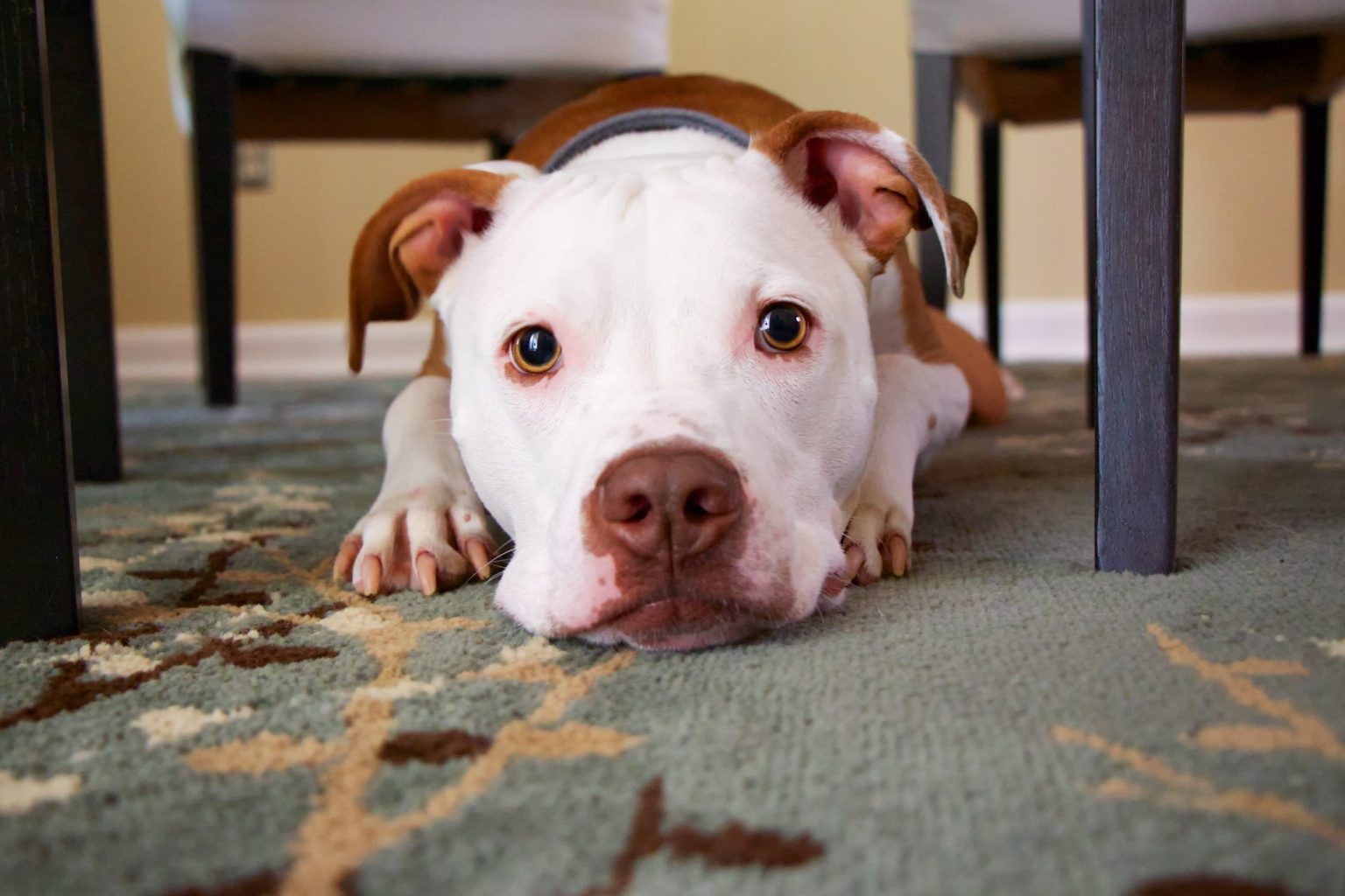 German Shepherd Pitbull Mix: Puppies, Lifespan, Temperament!