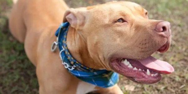 Boxer Pitbull Mix: Brindle Color, Lifespan, Puppies and MORE