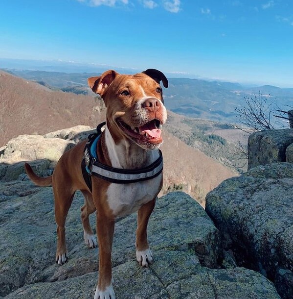 Boxer Pitbull Mix: Brindle Color, Lifespan, Puppies and MORE