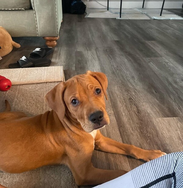 Boxer Pitbull Mix: Brindle Color, Lifespan, Puppies and MORE