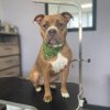 Boxer Pitbull Mix: Brindle Color, Lifespan, Puppies and MORE