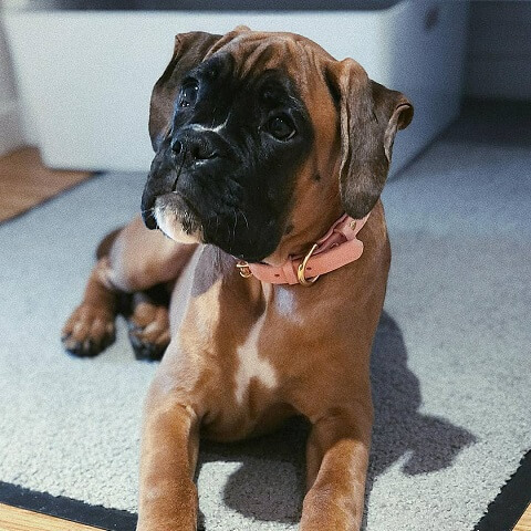 Boxer Pitbull Mix: Brindle Color, Lifespan, Puppies and MORE