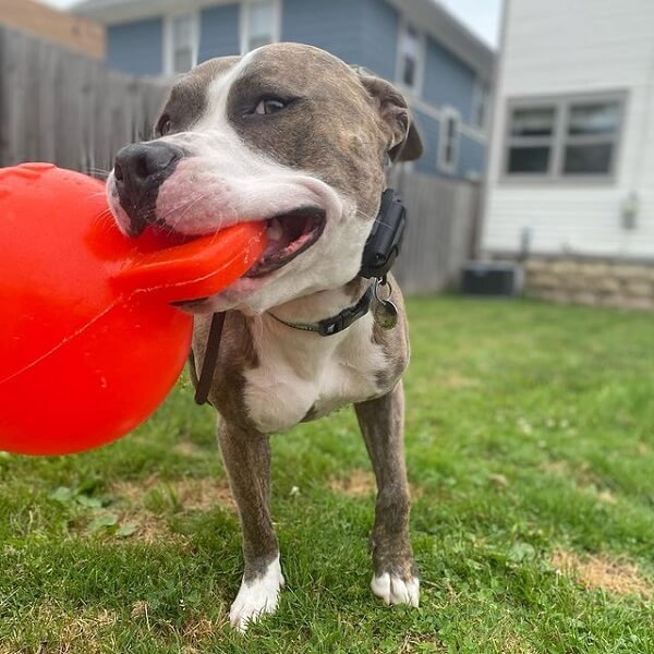 Boxer Pitbull Mix: Brindle Color, Lifespan, Puppies and MORE