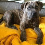 Pitbull Mastiff Mix: English, French, Puppies, Prices & MORE