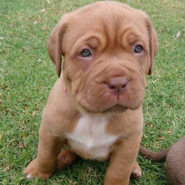Pitbull Mastiff Mix: English, French, Puppies, Prices & MORE