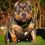 American Bully Pocket: Puppies, Price, Size, Breeding & MORE