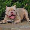 American Bully Pocket: Puppies, Price, Size, Breeding & MORE