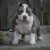 American Bully Pocket: Puppies, Price, Size, Breeding & MORE