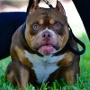 American Bully Pocket: Puppies, Price, Size, Breeding & MORE