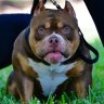 American Bully Pocket: Puppies, Price, Size, Breeding & MORE